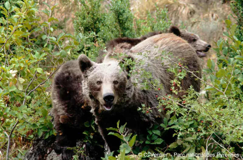 Fiche Espèce - Ours des Pyrénées | l’Observatoire du Parc national des Pyrénées